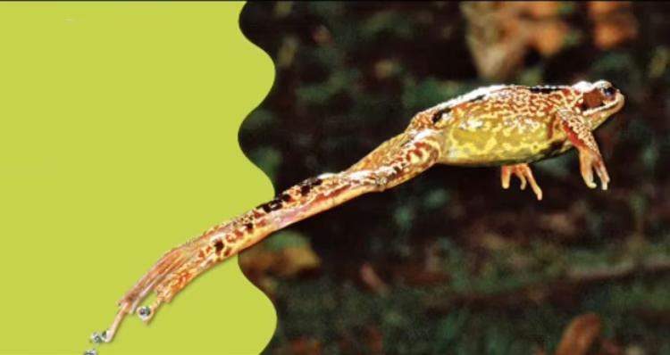 How Frogs Grow-英语趣配音